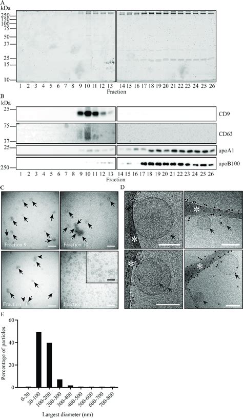 Fractionation By Sec After Peg Precipitation And Iohexol Density