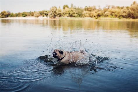 Perro Feliz Que Corre En El Agua Fotos De Stock Download 628 Fotos