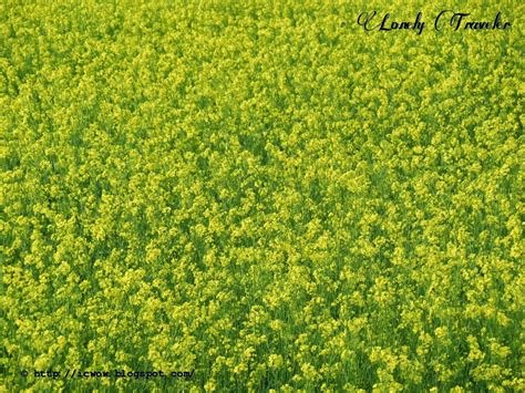 Mustard Flower সরিষা ফুল Brassica Juncea