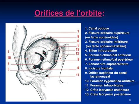 Ppt Anatomie Et Sémiologie De L ‘ Orbite Des Paupières Et Des