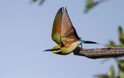 Image 69558 Of Rainbow Bee Eater By Yolande Cozijn