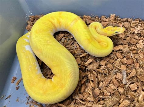 hi intensity odyb super enchi leopard banana pied ball python by