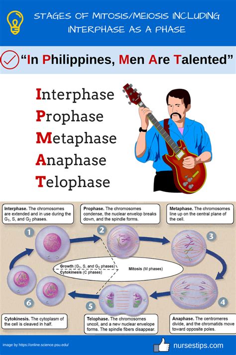 Stages Of Mitosismeiosis Including Interphase As A Phase Medizin