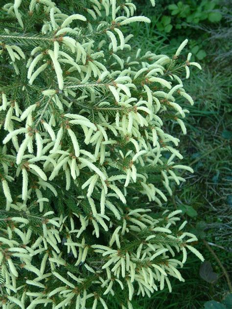 Picea abies - Trees and Shrubs Online