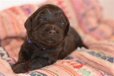 Amalie Clancy Amalie Labradoodles