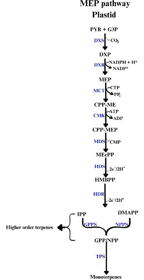 Biosynthesis Of Isopentenyl Diphosphate [ipp] And Dimethylallyl Download Scientific Diagram
