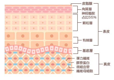 皮膚構造？你了解你的皮膚嗎？ Sunny Rich Design