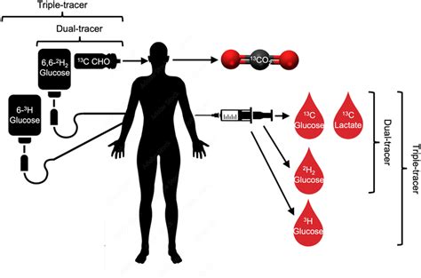 example of isotope tracer methods of carbohydrate metabolism where a