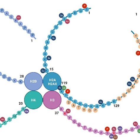 Histone Tail Epigenetic Modifications Described In The Brain All Core