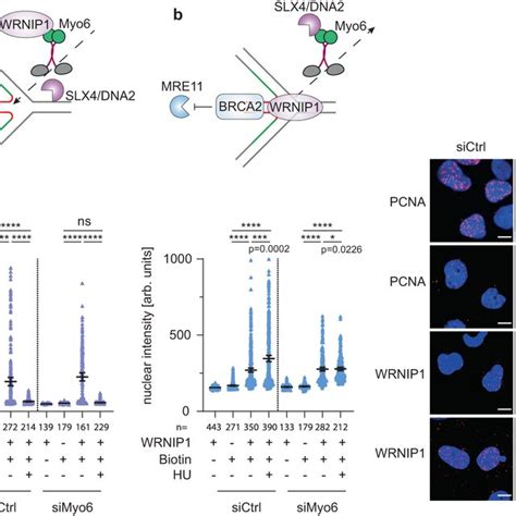 Myosin VI Interacts With The Replisome A Schematic Representation Of