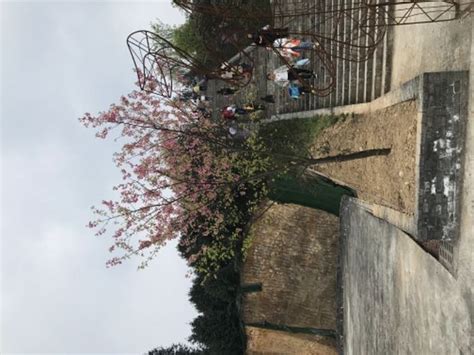 2024龙茶花海游玩攻略 4月份去的走惨了哈哈哈哈 去哪儿攻略