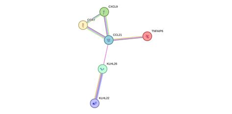 CCL21 Gene - GeneCards | CCL21 Protein | CCL21 Antibody