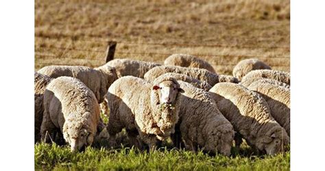 Кои са най подходящите породи овце за Родопите Български Фермер