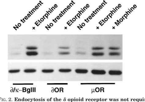 Figure 2 From Dissociation Of Functional Roles Of Dynamin In Receptor