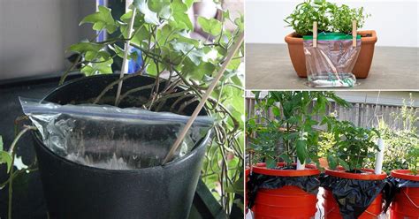 Clever Self Watering Hacks Balcony Garden Web