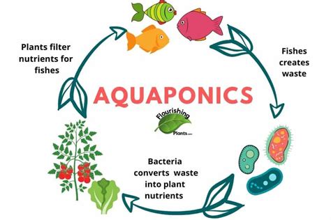 What Nutrients Does Aquaponics Need For Thriving Plants