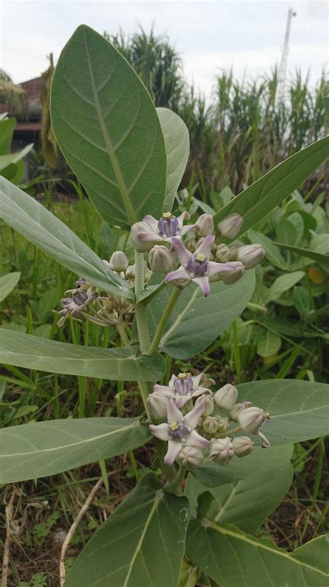 Gambar Bunga Widuri Pulp