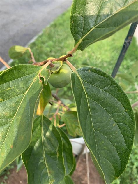 Is My Tree Sick R Fruittree