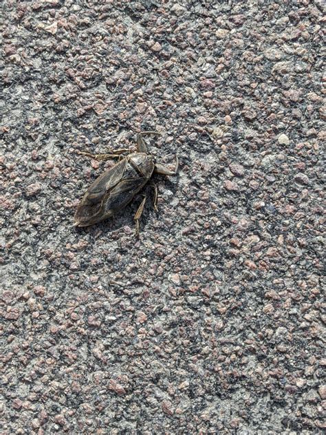 Wife Sent Me Pics Asking About A Bug The Second Pic Sent A Wave Of