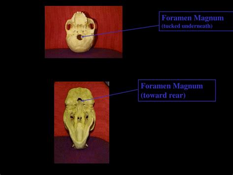 Ppt Primates Powerpoint Presentation Free Download Id 5554046
