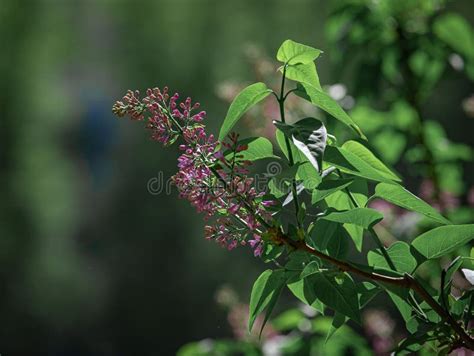 delicate lilac flower buds that have not yet opened on a cyst stock