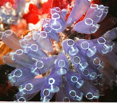 Tunicates