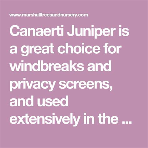 Canaerti Juniper Is A Great Choice For Windbreaks And Privacy Screens
