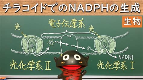 光化学系Ⅰ，光化学系Ⅱ，電子伝達系【67生物】 Youtube
