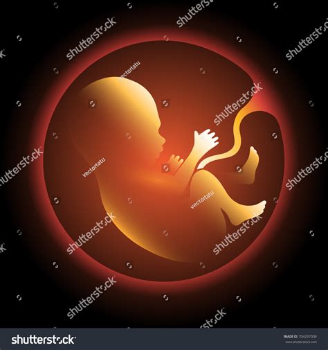 Human Fetus Utero Vector Illustration Pregnant Stock Vector Royalty
