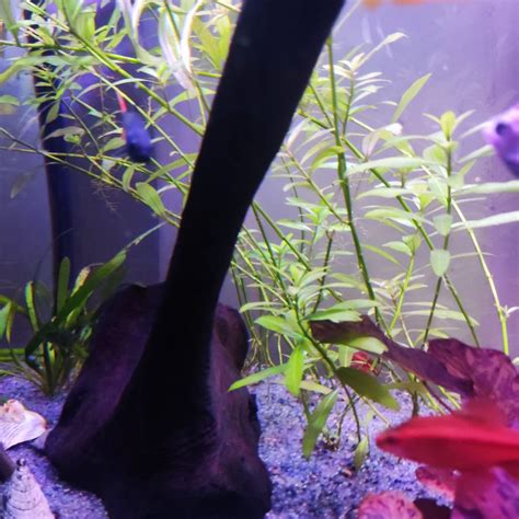 How To Remove Tannins From Aquarium Water 5 Easy Ways