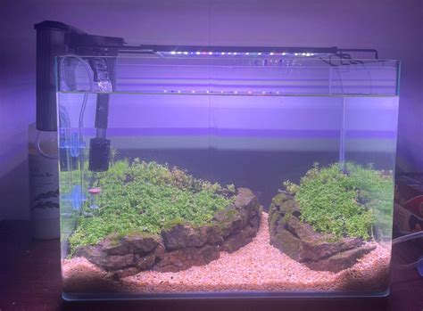 First Planted Tank R Plantedtank