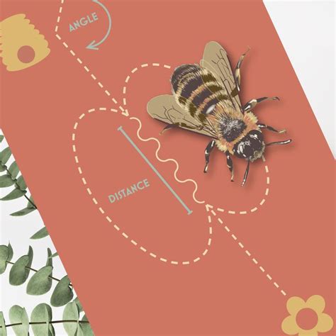 Bee Waggle Dance Reference Chart Bee Poster Prints Anatomy Art
