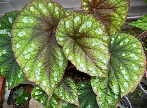 Birdcam On Cheltenham Propagating Begonia U692 B Erectocarpa