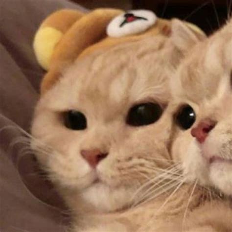 Cute Matching Cat Icons Humor Kucing Piaraan Kucing Dan Anak Kucing