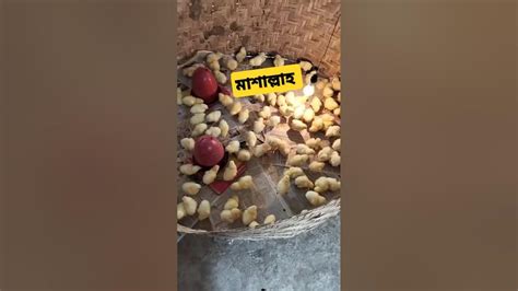 মুরগির বাচ্চা মাশাআল্লাহ ফার্মেন্টেশন Chicken Farming Youtube