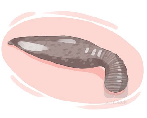 Definition & Meaning of "Leech" | LanGeek