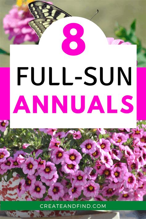 Full Sun Annuals For A Beautiful Yard