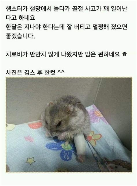 햄스터 다리골절로 입원 인스티즈 Instiz 이슈 카테고리