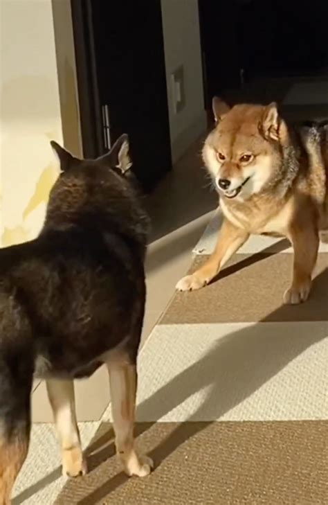 遊んでほしい柴犬とスルーしまくる柴犬がまるでコント 「怪獣みたいでかわいい」「観ていて吹き出したw」と爆笑の声 L