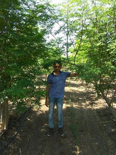 Drumstick Vegetable At Best Price In Ahmedabad By Satvah Agri Id