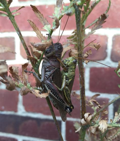 Grasshopper Love