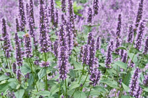 Premium Photo Decorative Flowering Plant In Landscape Design Anise
