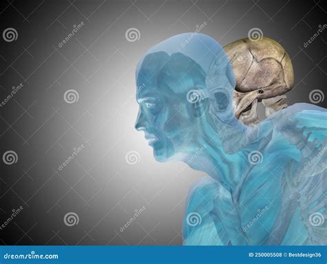 Anatomia 3d Illustrazione Della Testina Del Corpo Umano Medico O