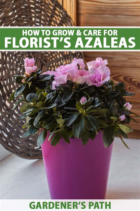 How To Grow And Care For Florists Azaleas Indoors