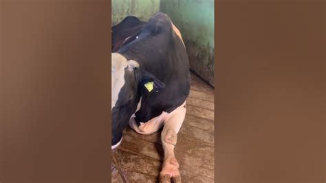 කොහොමද එයාගෙ සයිස් එක 🐮😲😱 Youtube