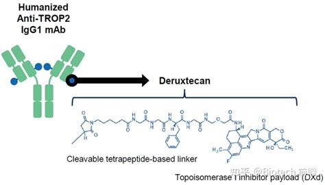 第一三共trop2 Adc国内申报上市,汇总肺癌tnbc进展 知乎 第一三共trop2 Adc国内申报上市,汇总肺癌tnbc进展 知乎