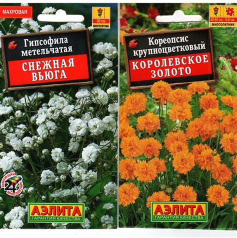 Гипсофилы многолетние, Кореопсис Аэлита многолетник_2_зеленый_желтый ...
