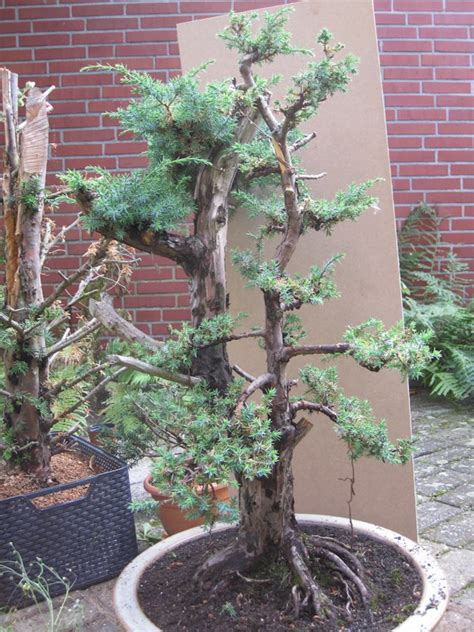 Juniperus Communis Start