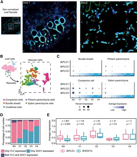 Time Resolved Single Cell Atlas Identifies The Spatiotemporal Transcription Dynamics In