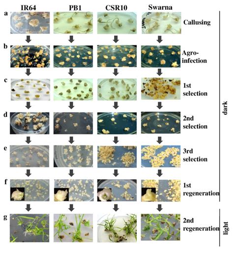 Steps For Agrobacterium Mediated Transformation And Regeneration Of